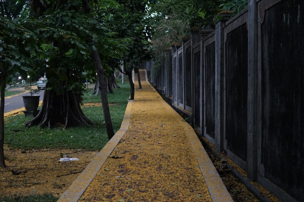 Angsana Berguguran di Kampus UNS Jadi Ajang Foto - Mettanews.id